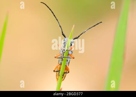 a kind of coleoptera cerambycidae insects, this insect with large ...
