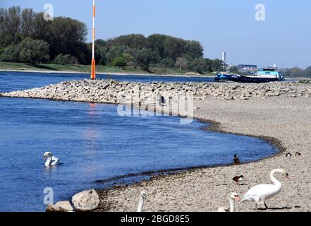 Hitdorf, Germany. 21st Apr, 2020. Swans stand on the dry bank of the ...