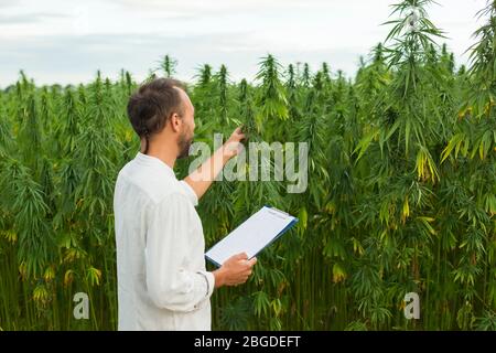 Man observing CBD hemp plants and taking notes in tablet. He is on ...