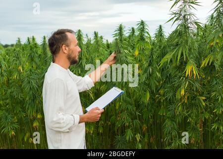 Man observing CBD hemp plants and taking notes in tablet. He is on ...
