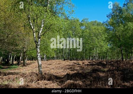 Skipwith Common, a local nature reserve, North Yorkshire, England UK ...