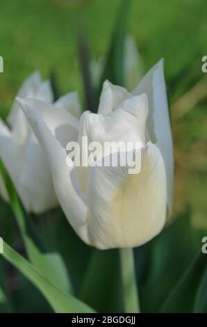 Tulip White prince. Tulip flower close up. Classically shaped white ...
