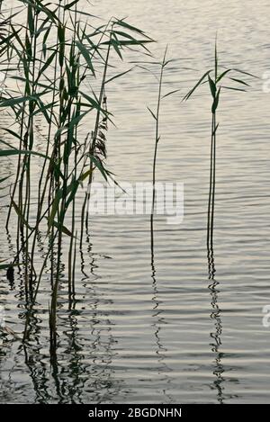 stems of reeds growing in water Stock Photo - Alamy