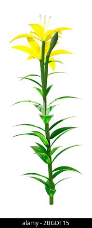 3D rendering of yellow county Asiatic lily flowers isolated on white ...