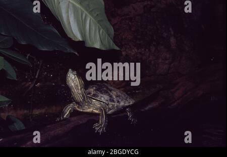 Colombian Slider, Trachemys callirostris Stock Photo - Alamy