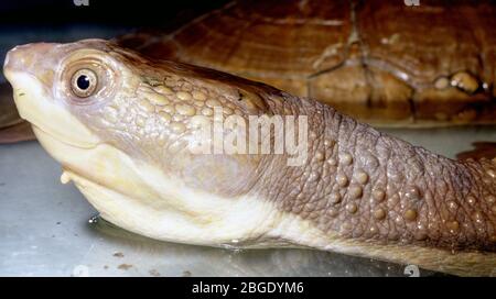 New Guinea Snapping Turtle, Elseya novaeguineae Stock Photo - Alamy