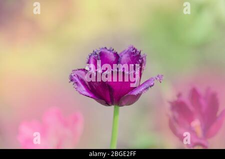 Purple violet fringe tulips closeup. Blooming purple violet fringed ...