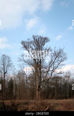 beautiful forest and beautiful forest paths Ulanów, Poland Stock Photo ...