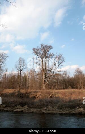 beautiful forest and beautiful forest paths Ulanów, Poland Stock Photo ...