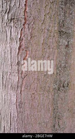 Silver Maple Acer saccharinum Bark Tree bark texture Stock Photo - Alamy