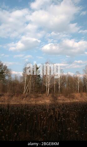 beautiful forest and beautiful forest paths Ulanów, Poland Stock Photo ...
