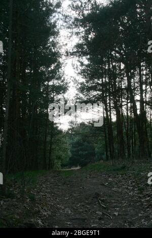 beautiful forest and beautiful forest paths Ulanów, Poland Stock Photo ...