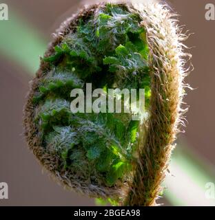 Fern leaves unfurling at spring Stock Photo - Alamy