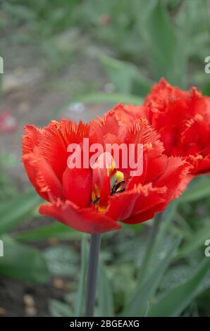 Fringed Tulips Maroon flowering. Fringed red tulip Maroon. Closeup of ...