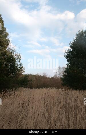 beautiful forest and beautiful forest paths Ulanów, Poland Stock Photo ...
