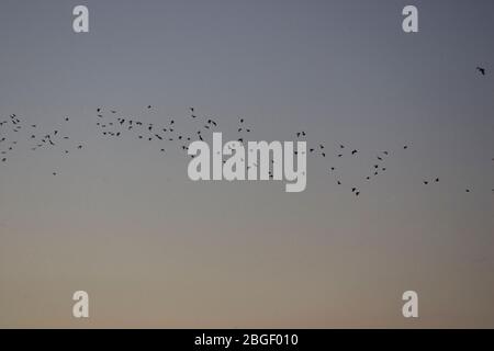 large swarm of Greater Mouse-tailed Bat (Rhinopoma microphyllum) is a ...