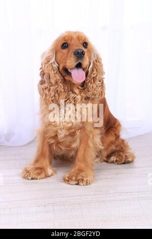 English cocker spaniel in room Stock Photo - Alamy