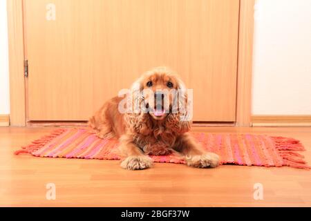 English cocker spaniel on rug near door Stock Photo - Alamy