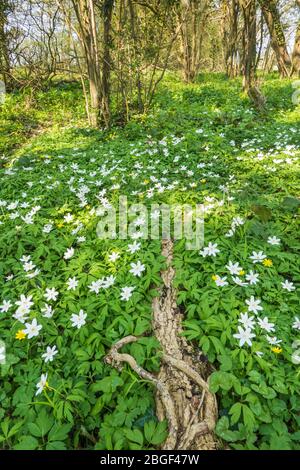 Early spring flower wood anemone in the spring forest, macro bokeh ...
