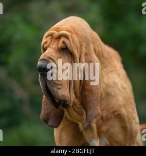 wrinkly bloodhound dog Stock Photo - Alamy