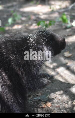 Cute porcupine with beautiful quills covering its body Stock Photo - Alamy