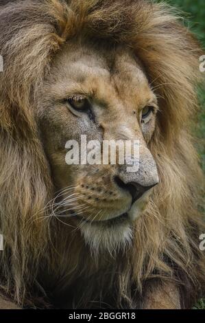 Majestic lion close up portrait Stock Photo - Alamy
