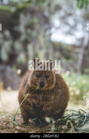 Closeup animal-portrait of a cute Quokka, a little kangaroo at Rottnest ...