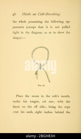 Hints on colt-breaking (Page 74 Stock Photo - Alamy