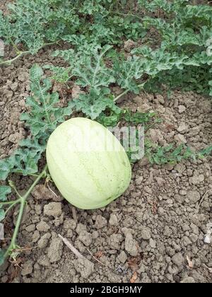 An unripe watermelon on the bed. White watermelon Stock Photo - Alamy