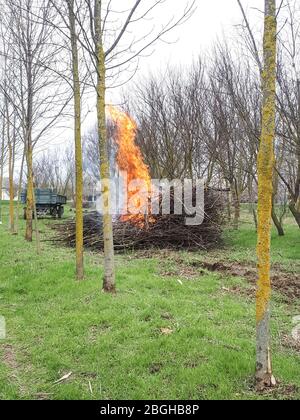 Forest fire burning into orchard Stock Photo - Alamy