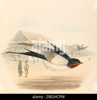 Hirundo rustica 1894 Stock Photo - Alamy
