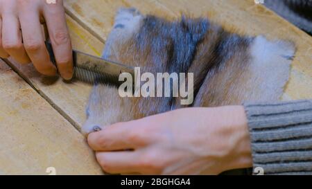 Skinner working with mink fur skin Stock Photo - Alamy