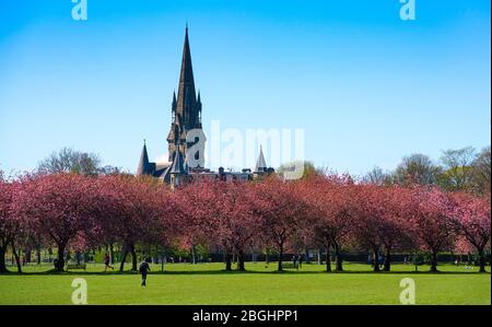 Cherry Blossom in the Meadows, Edinburgh, Scotland, UK Stock Photo - Alamy