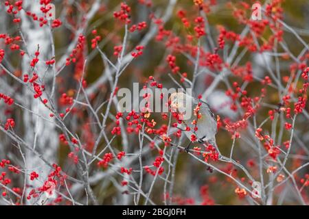 Female winterberry holly (Ilex verticillata) flowers in spring in ...
