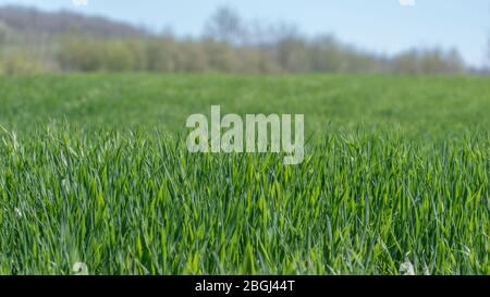 Triticum, Wheat in early spring, landscape Stock Photo - Alamy