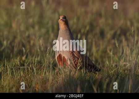 Grey Partridge holding territory at Cley Marshes NWT Stock Photo - Alamy