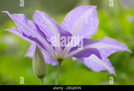 Clematis flower after the rain with water droplets on the flower petals ...
