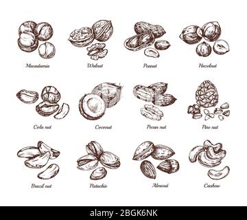 Hand drawn nuts doodle set. Collection pencil chalk drawing sketches of ...