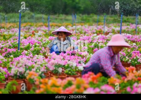 Farmers grow bougainvillea at a bougainvillea growing base in Shentian ...