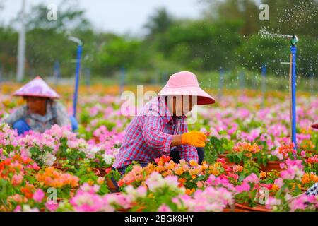 Farmers grow bougainvillea at a bougainvillea growing base in Shentian ...