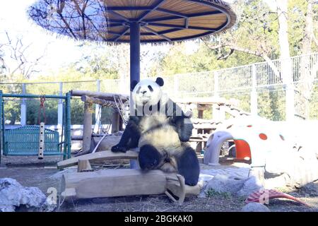 A panda at Beijing Zoo shows of his 'Kungfu' by climbing up wooden ...