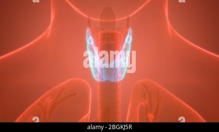 Human Glands Lobes of Thyroid Gland Anatomy Stock Photo - Alamy