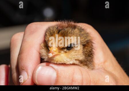 The hatching of an egg and a baby chicken being born is demonstrated at ...
