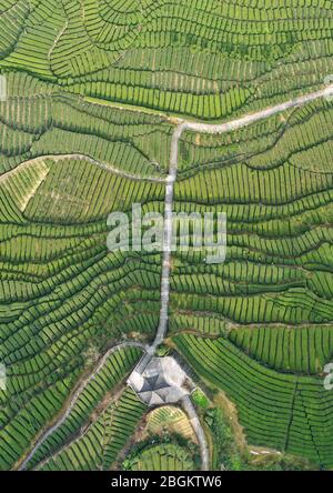 An aerial view of tea gardens and terraces in Yichang city, south China ...