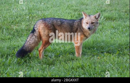 Culpeo fox at Lago Grey in Torres del Paine National Park (Lycalopex ...