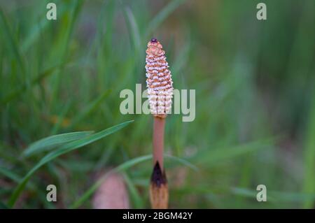 Spring Shoot of Field or Common Horsetail, Equisetum arvense ...