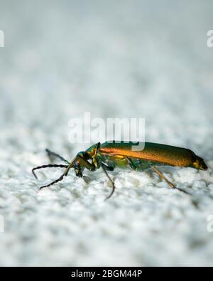 Spanish fly, Lytta vesicatoria, Meloidae, beetle, insect, animal ...