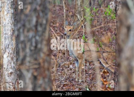 Chausingha in Pench National Park, Madhya Pradesh, India Stock Photo ...