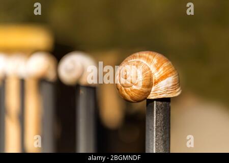 Empty conch snail. Detailed view of the shell. The beauty of the spring ...