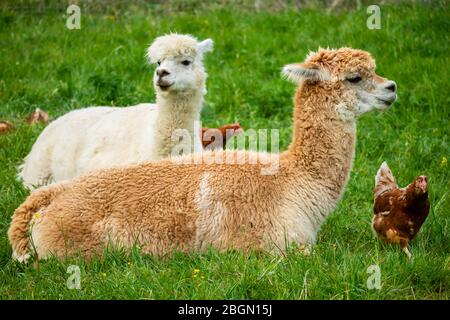 Domesticated alpaca is guarding chickens for keeping away foxes Stock ...